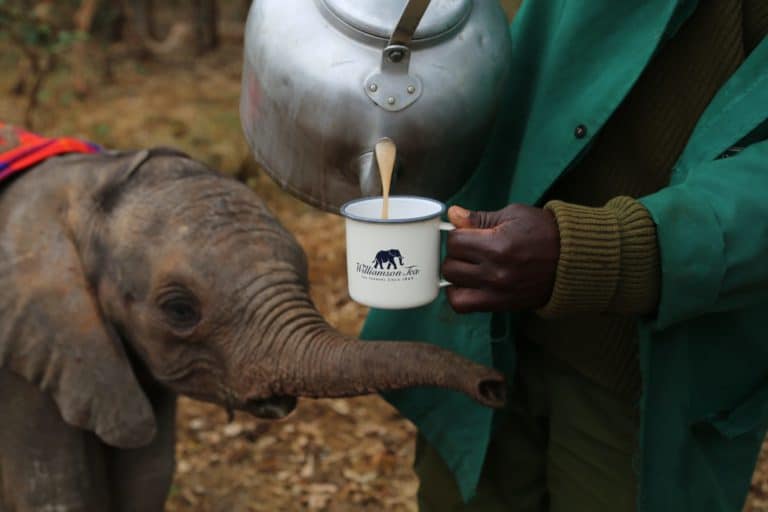 Tea for Elephants' with the release of our New Mini Orphan Elephant ...