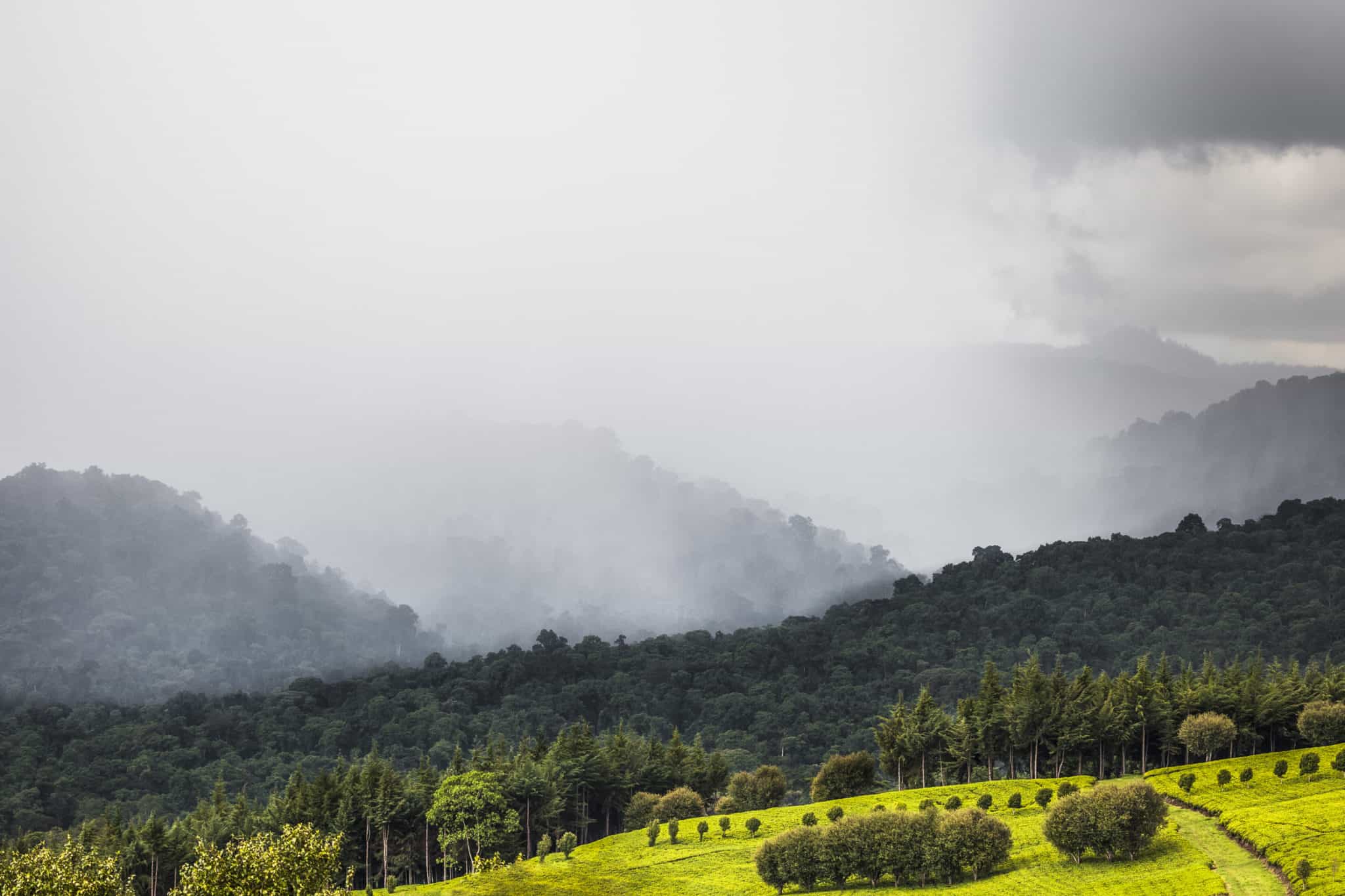 Special Offers on Teas from Tinderet