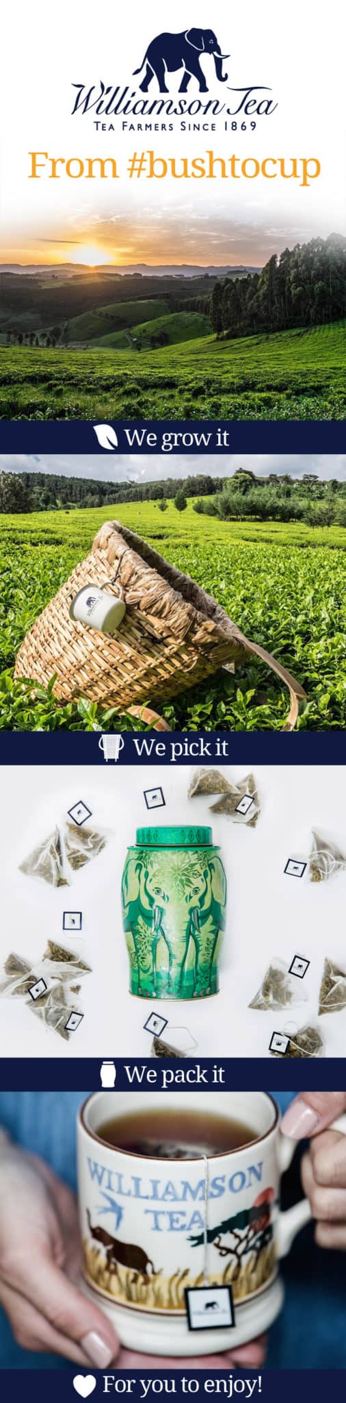 The Williamson Tea Journey: From BushToCup - Williamson Tea