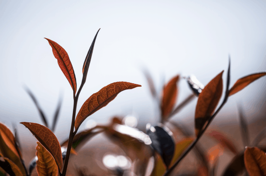 A touch of the Orient with our new Purple Matcha - Williamson Tea