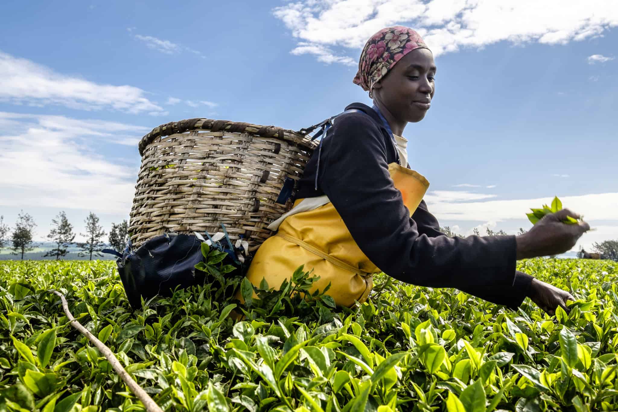 Plucking Tea, An Art Form - Williamson Tea