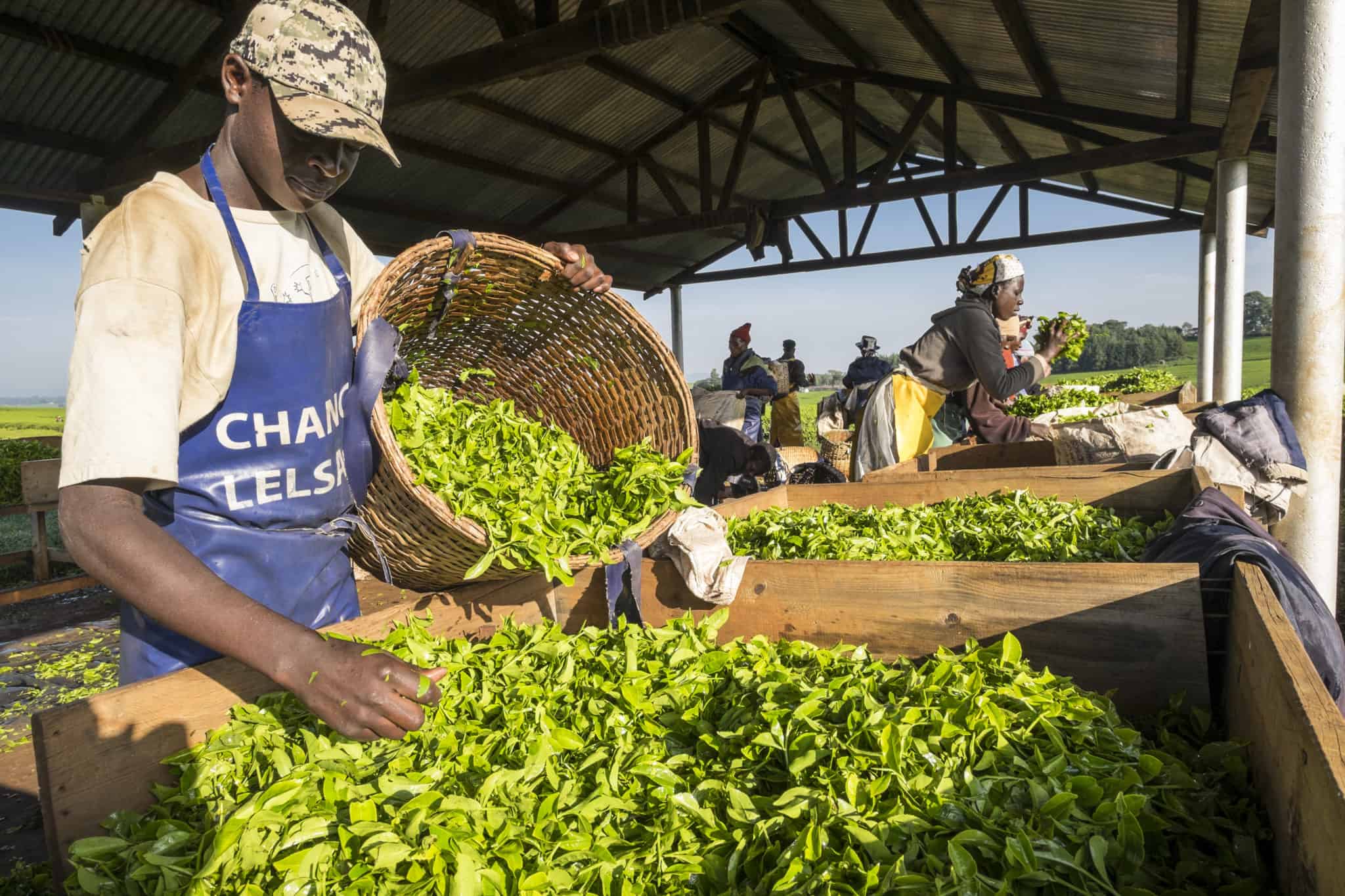 Plucking Tea, An Art Form - Williamson Tea