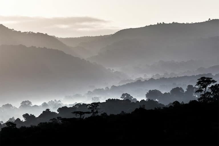 Tinderet Tea Farm - Williamson Tea