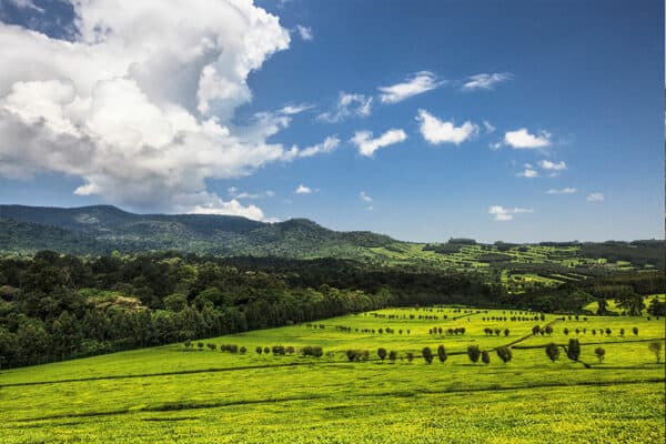 All About the Williamson Tea Company