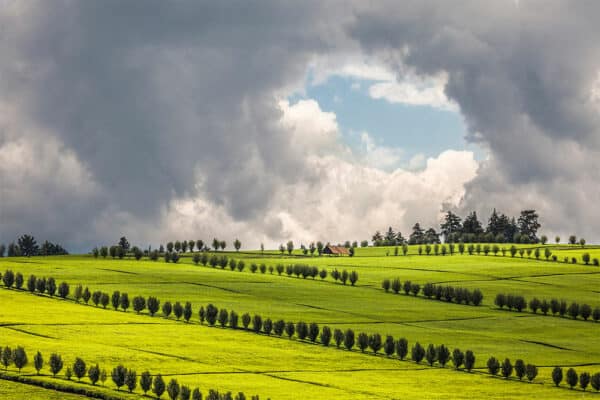 All About the Williamson Tea Company