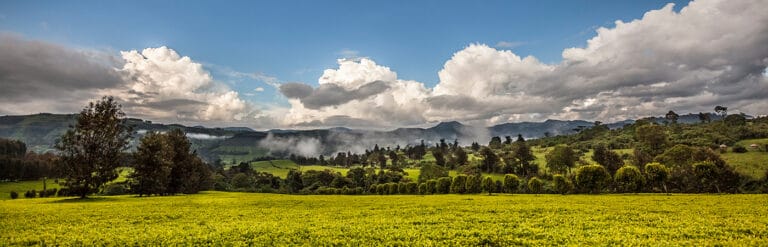 Tinderet Tea Farm - Williamson Tea